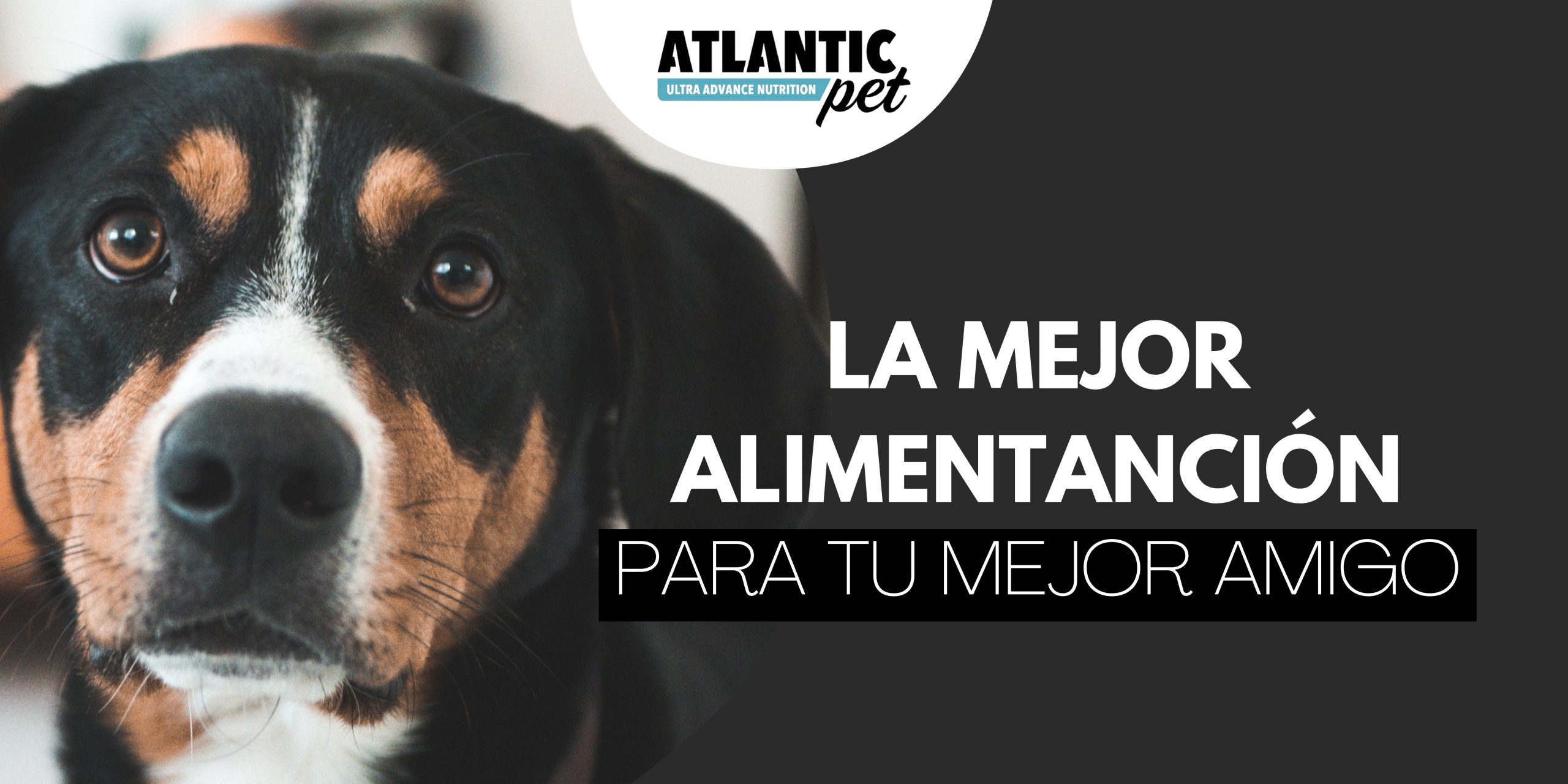 Guía para una Dieta Equilibrada para Perros: Cómo Construir una Alimentación Saludable para tu ...
